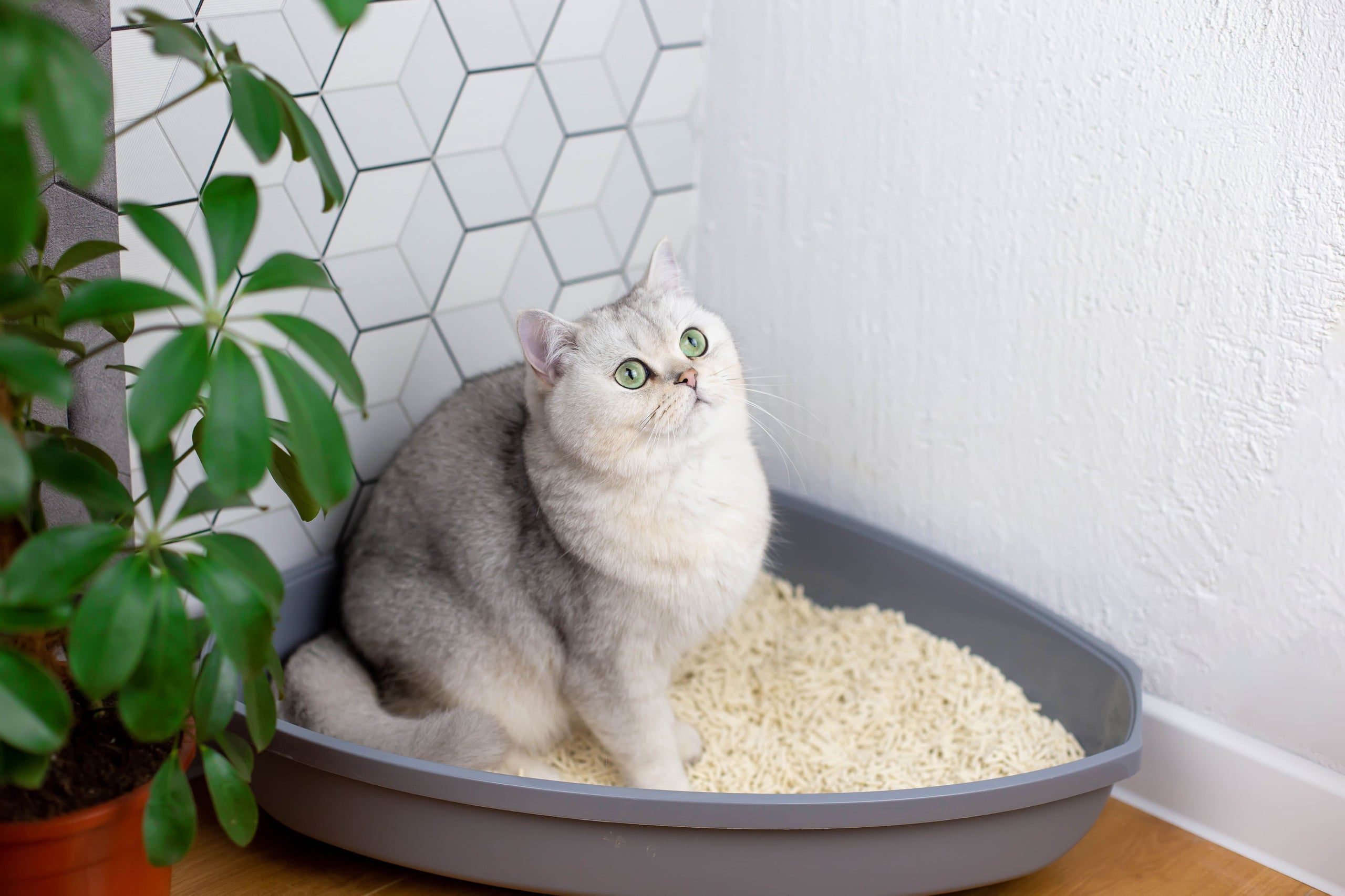Floof.ae – Floof Veterinary Trading LLC